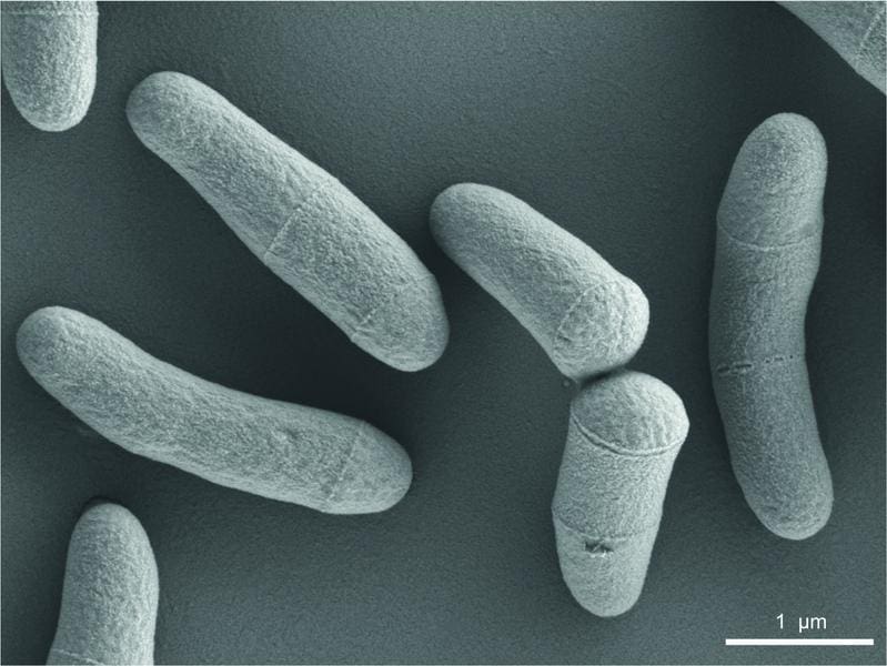 Corynebacterium glutamicum ist Bakterie des Jahres 2025 - MedLabPortal
