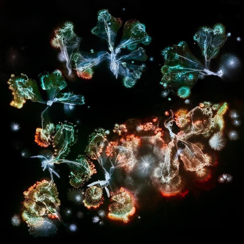 Fotoausstellung „Microverse“ eröffnet im Haus am Kleistpark in Berlin ...